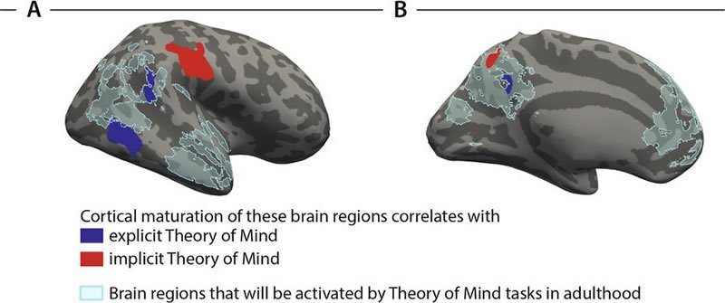 The brain has two systems for thinking about others’ thoughts ...
